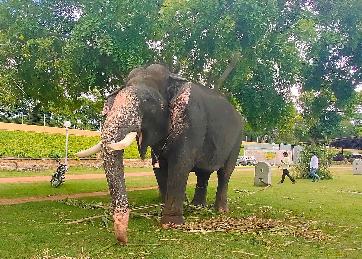 A Penance Of 16 Years: How Arjuna The Mysuru Ambari Elephant Came Back ...