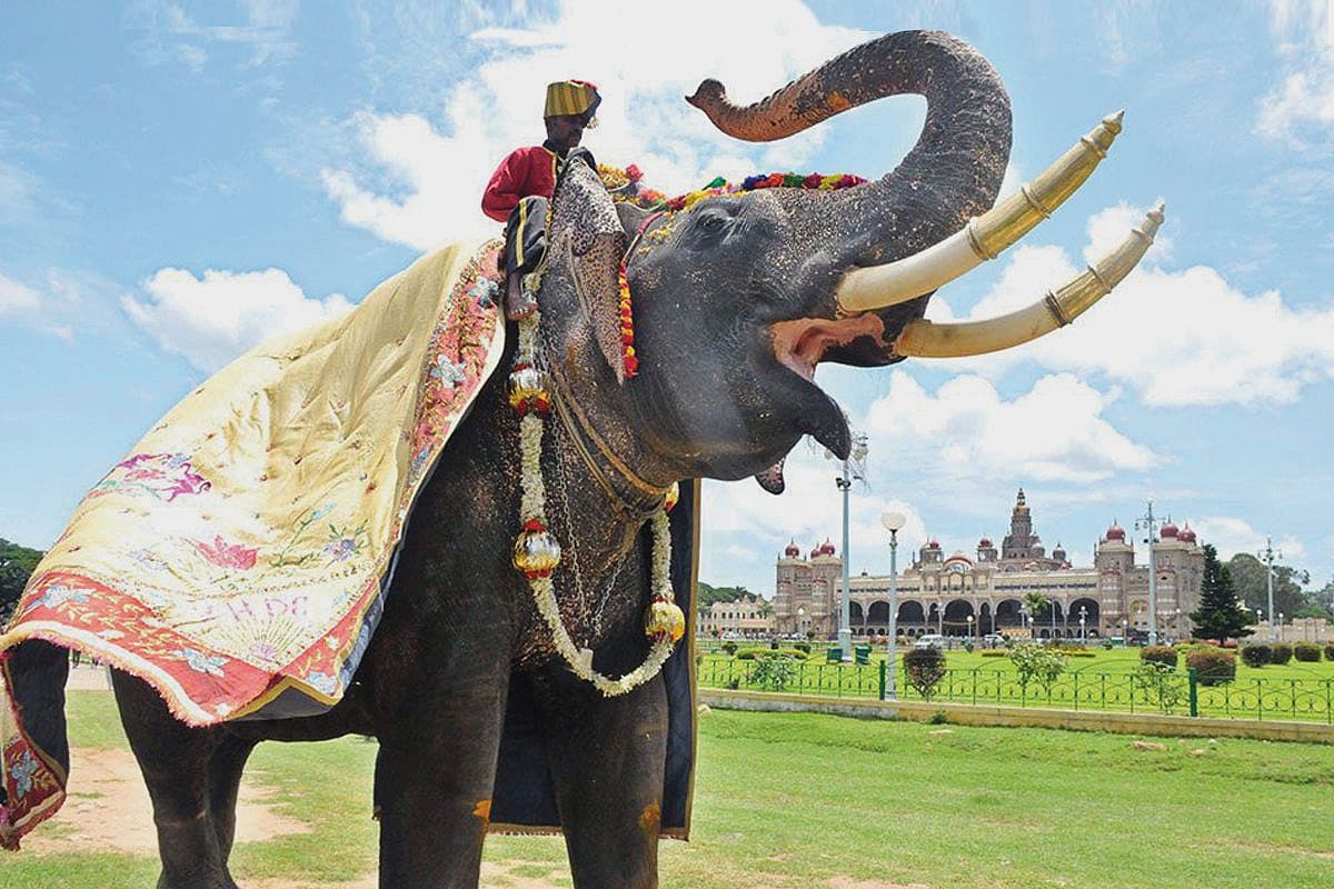 Mysuru Dasara: Arjuna, The Ambari Elephant Retires Making Way For ...