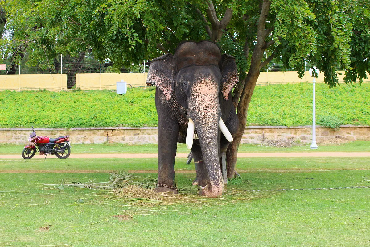 A Penance Of 16 Years: How Arjuna The Mysuru Ambari Elephant Came Back ...