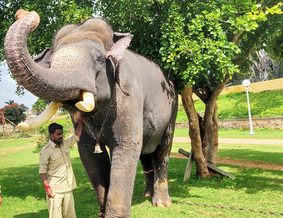 A Penance Of 16 Years: How Arjuna The Mysuru Ambari Elephant Came Back ...