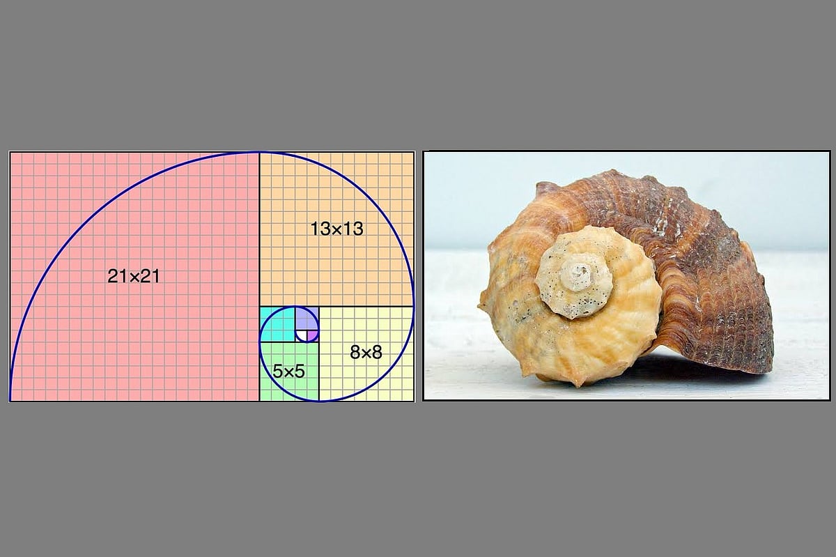 Fibonacci Sequence In Nature Shell