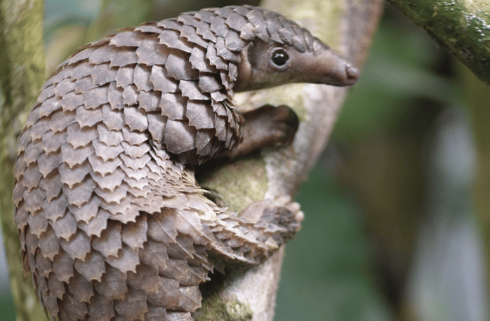 Snakes, Bats Or Pangolins: Why It Is Necessary To Find The Source Of ...