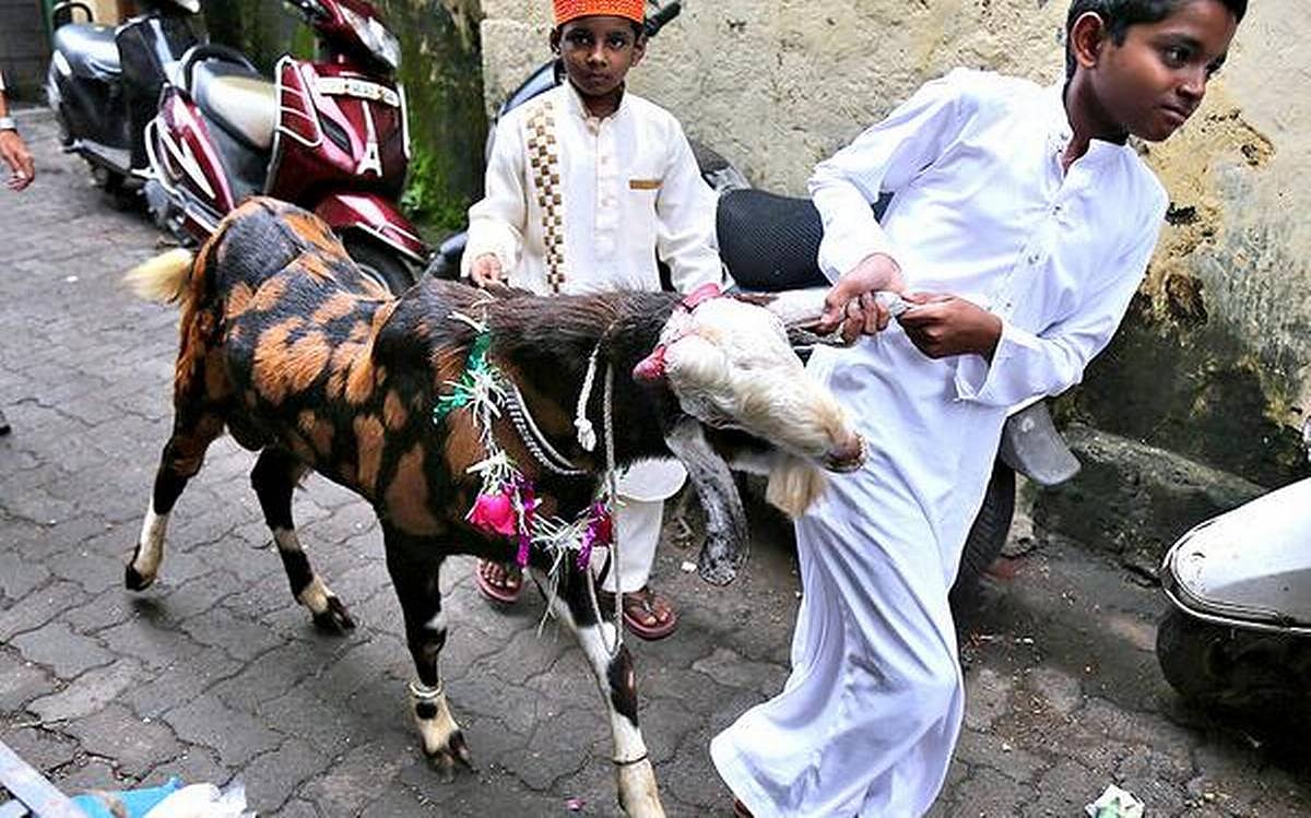 “Obligatory Upon The Muslim Faithful To Perform The Sacrifice Of Goats ...