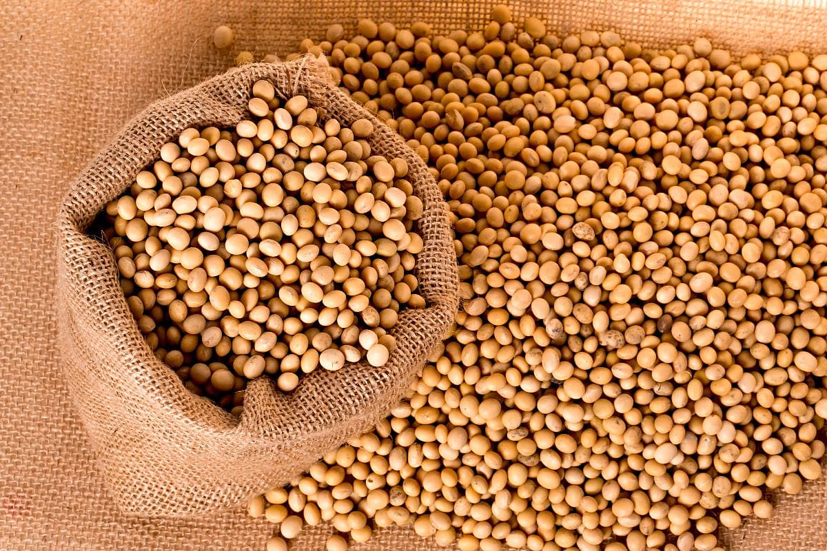 Explained: The Controversy Over Poor Germination Of Soy Seeds In ...