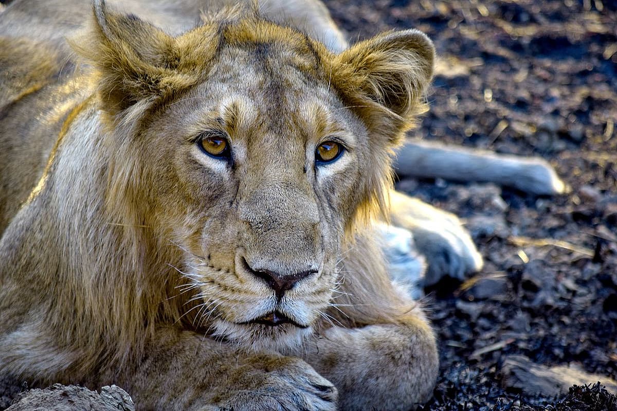 Saving The Asiatic Lion In India – Top Conservation Scientists And ...