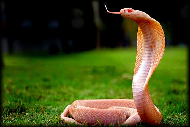Extremely Rare Albino Spectacled Cobra Sighted In Uttarakhand's Haldwani