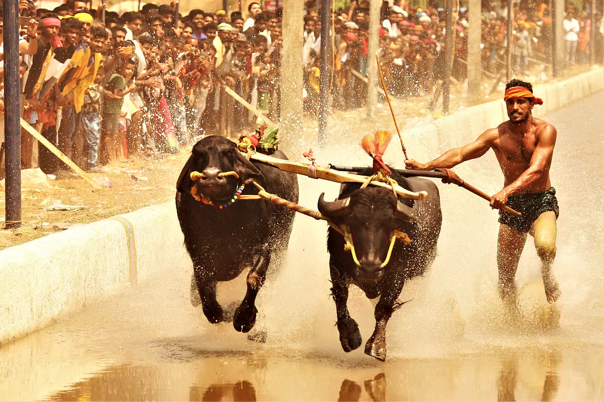 Mangaluru Kambala: Reinstating Traditions One Race At A Time