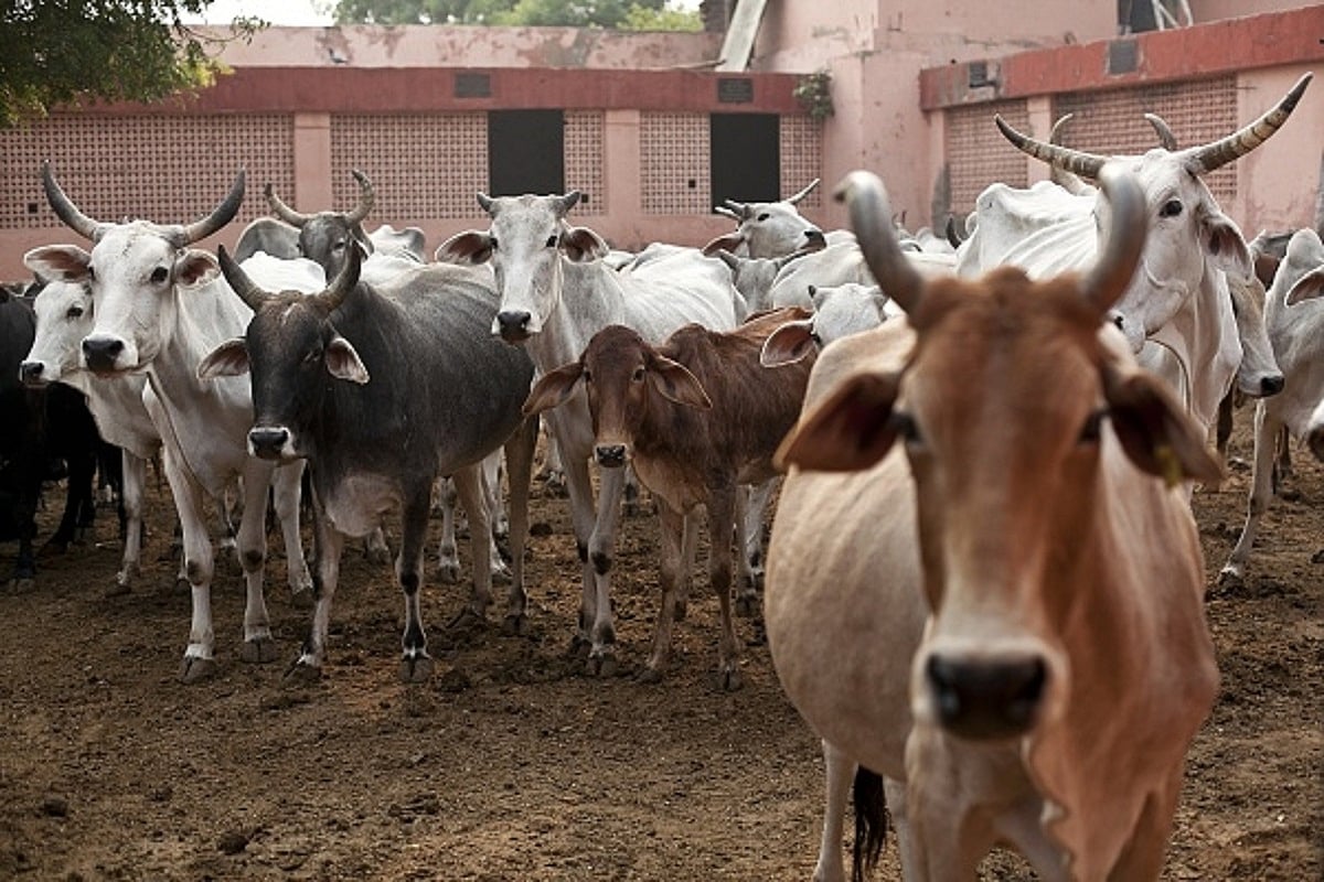 'Empowering Cow Owners': Kamdhenu Diwali Campaign Launched To Enable ...