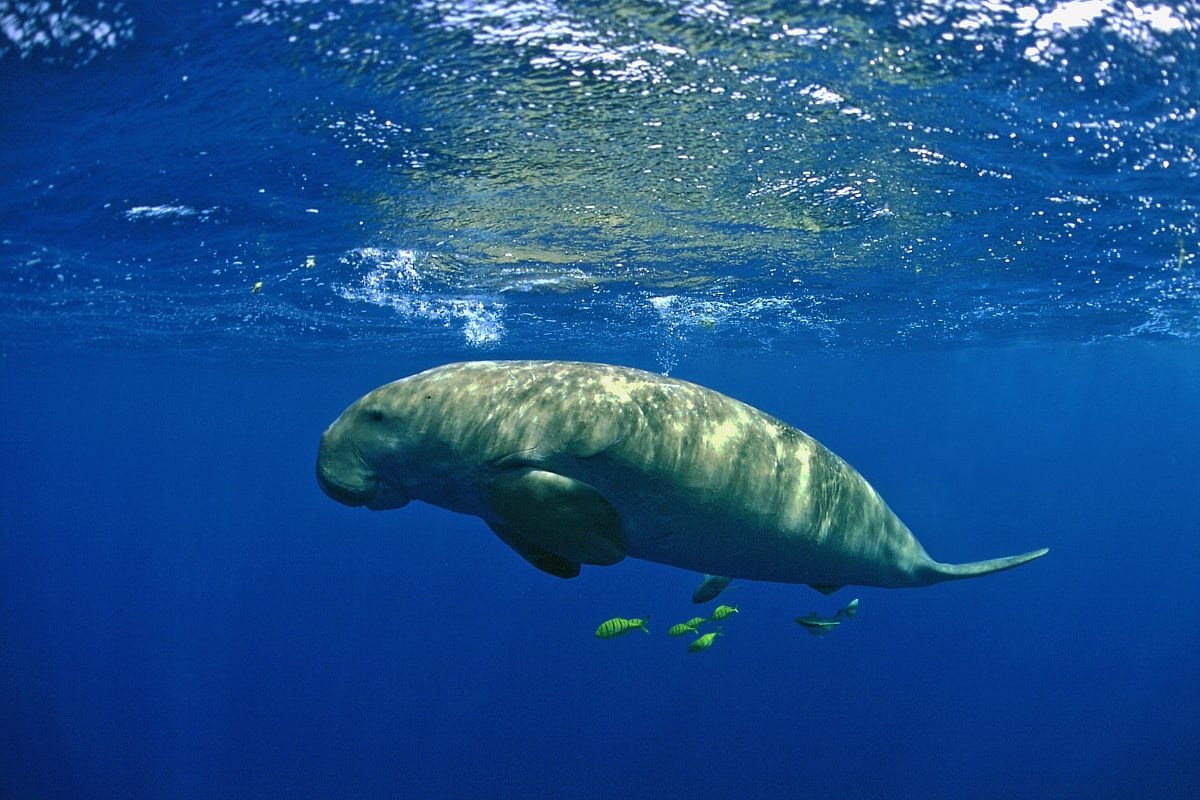 After Maiden Dugong Reserve, Tamil Nadu Has Notified India’s First ...