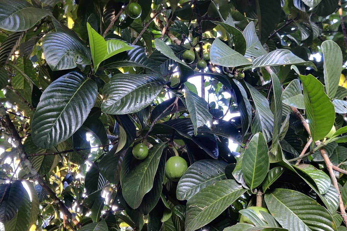 New Study Finds Traditional Medicinal Plant From Northeast India May ...