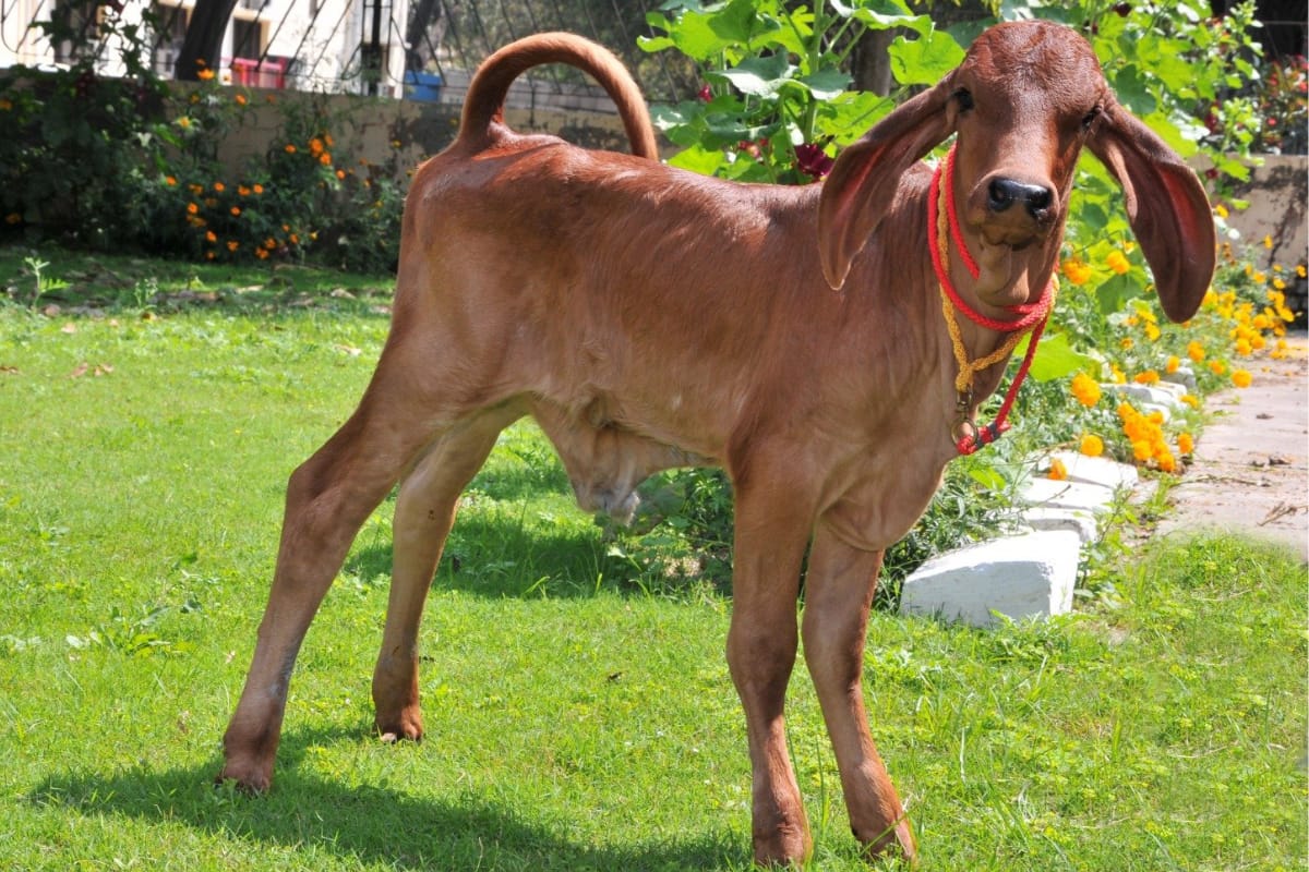India Gets Its First Cloned Gir Female Calf, Named Ganga