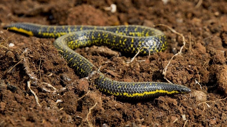 Rare findings: Shield-tail snake spotted in Pune