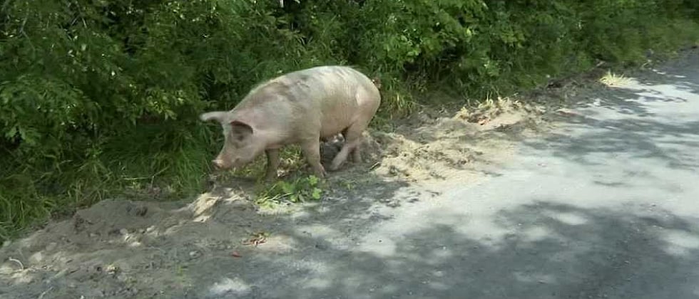 Stray pig menace may end soon in the city