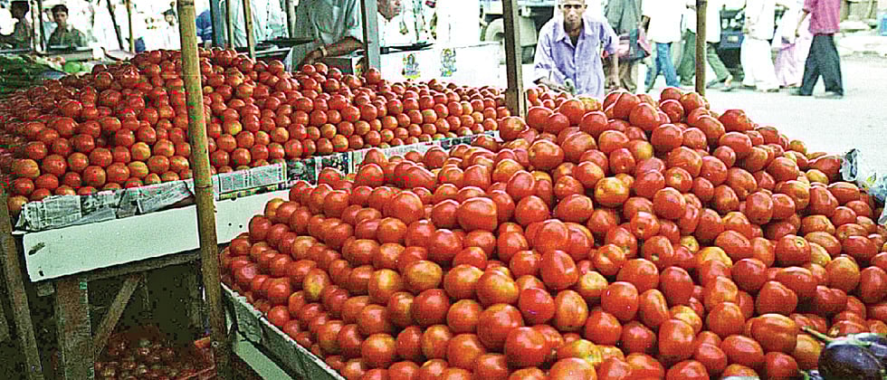 As prices of tomatoes fall, farmers hope for solutions