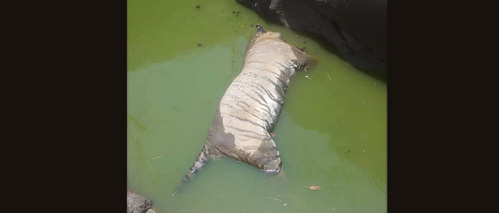 Tiger found dead in water body in Maharashtra reserve