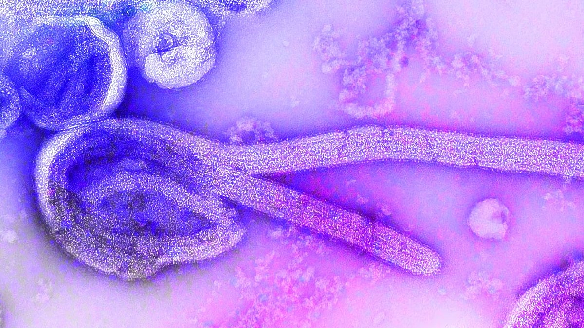 Congo Fever: Here's what you need to know about the virus that put ...