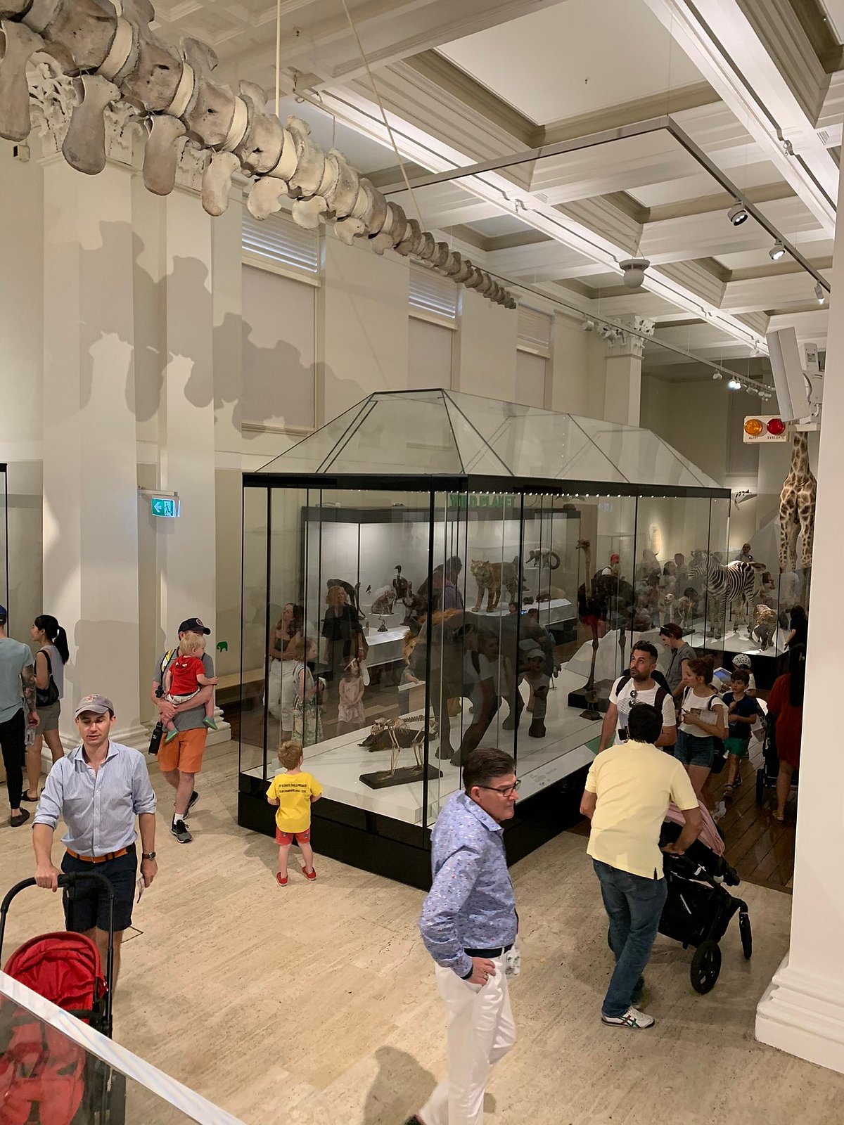 Night at the Museum: Australia's oldest museum offers late night ...