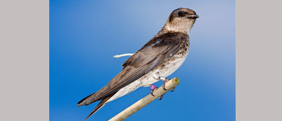 Bird tracking system would be made easy for conservationists