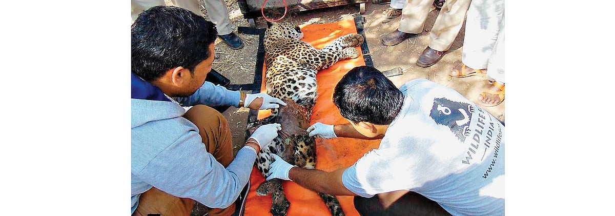 6-year-old injured leopard rescued