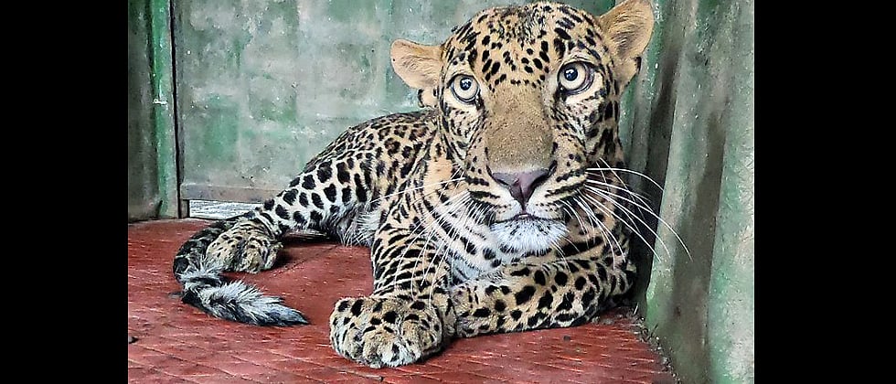 1-yr-old critically injured leopard rescued