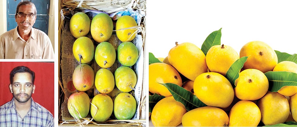 How the coronavirus outbreak impacts mango distribution
