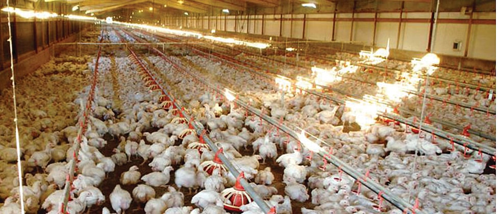 Poultry firm ordered to adhere to norms