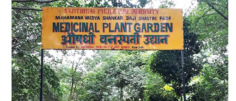 Soon, centre to conserve medicinal plants at SPPU