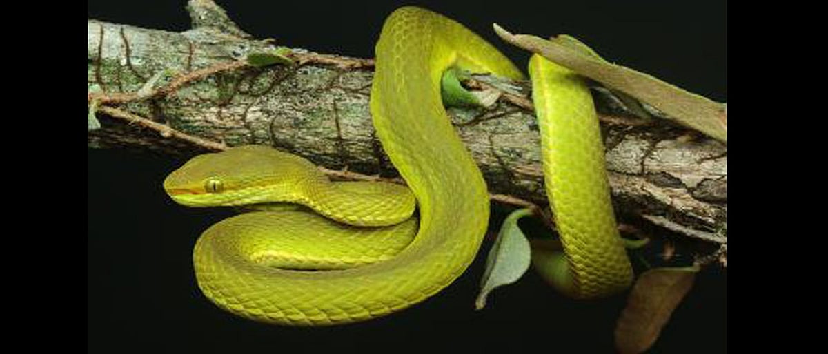 Pune based Researcher Part Of Team That Discovered New Species Of Green pune-based-researcher-part-of-team-that-discovered-new-species-of-green