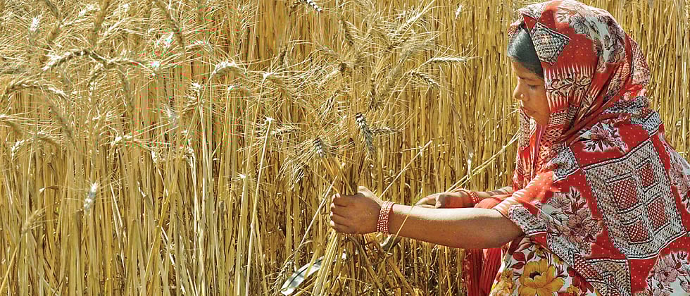 Area Under Rabi Crops May Go Up By 20 Pc In The State