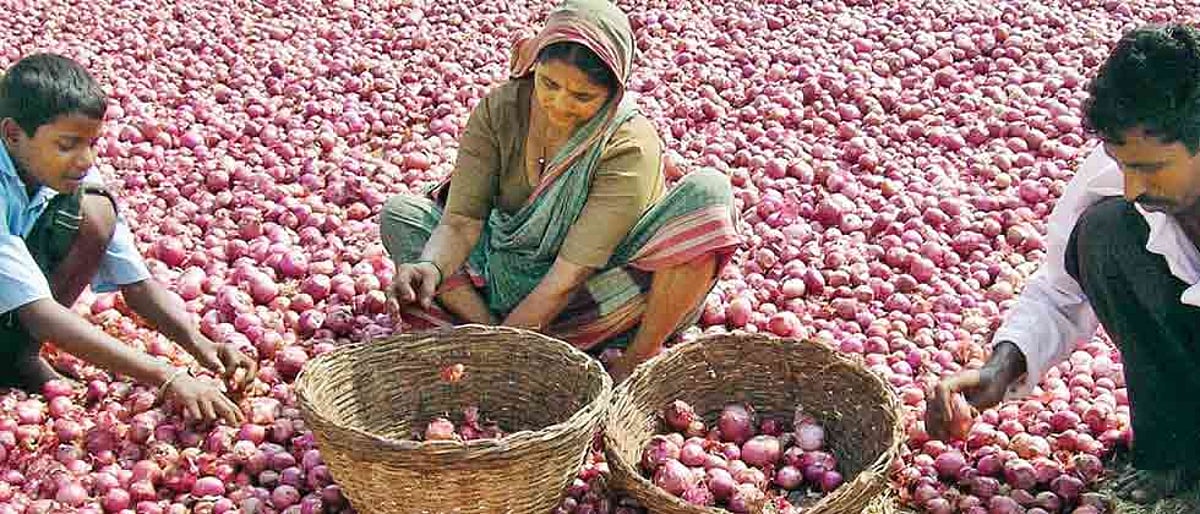 Why onion prices are bringing tears to farmers’ eyes