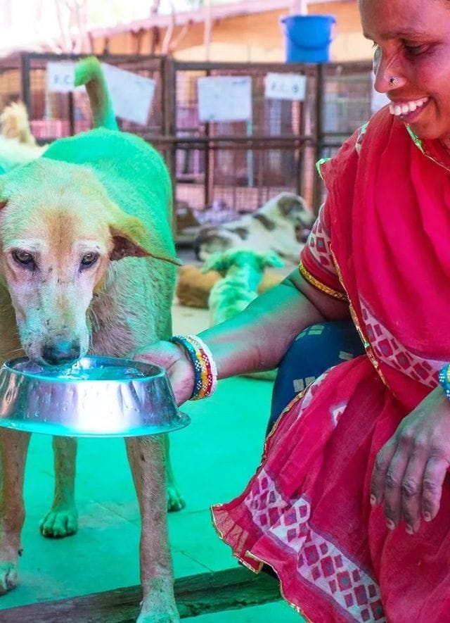 Abodh Aras of Welfare of Stray Dogs on the importance of street animals