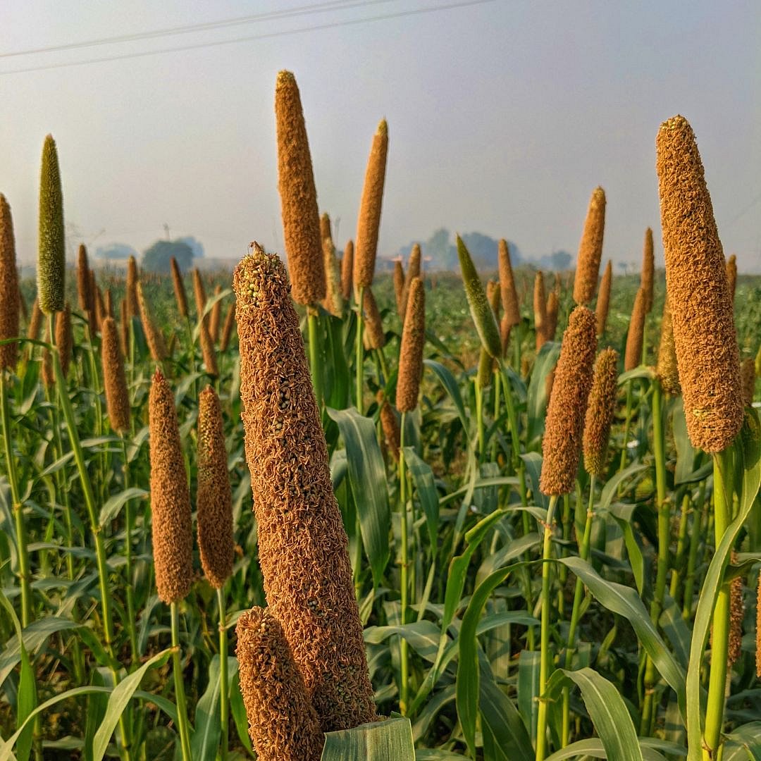 Why has it taken the UN to declare 2023 as the year of millets to ...