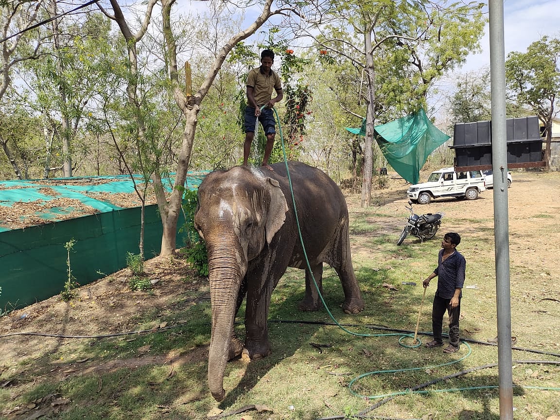 A Tragic Trunk Tale: 50-Year-Old Champa aka Roopa Awaits a Better ...