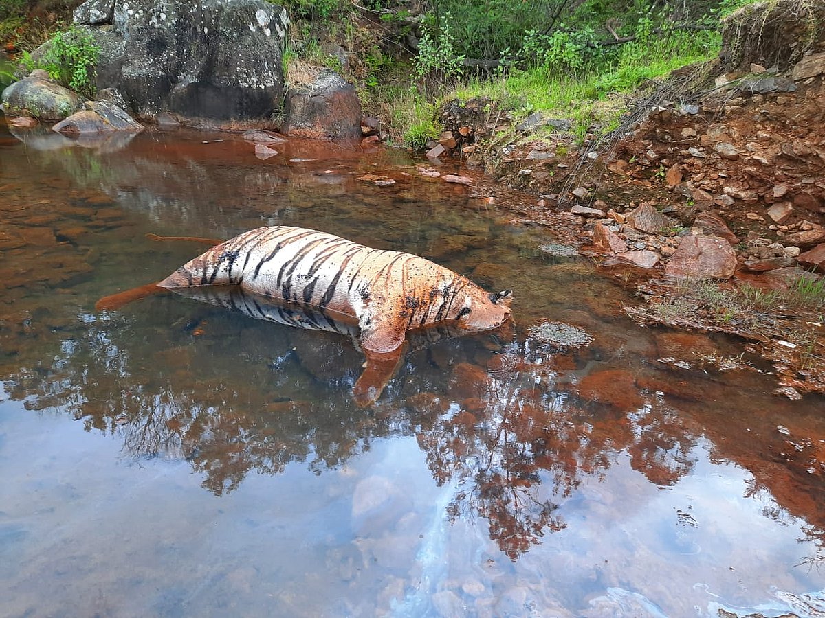 Explainer: Why wildlife experts are not alarmed at recent tiger deaths ...