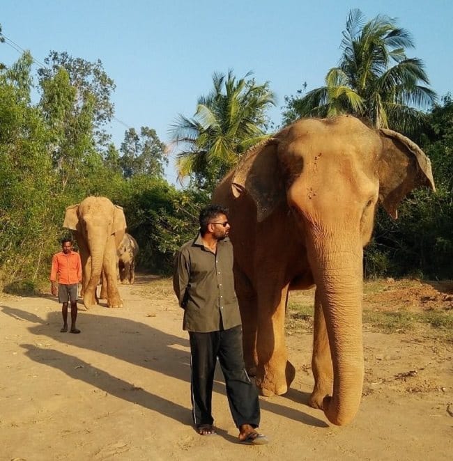 Jumbo shift: Meet the Bengaluru couple who dropped lucrative jobs to ...
