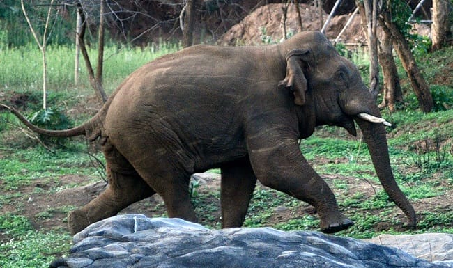 How elephants, other wild animals fall prey in the fight between ...
