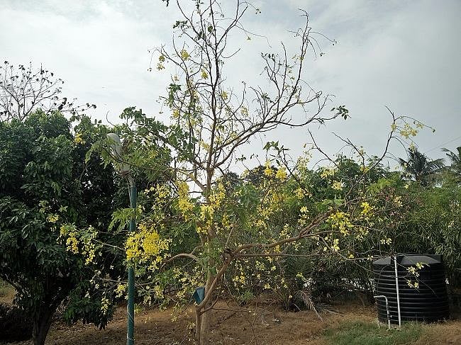 Why Chennai needs greenery typical to its landscape and not exotic species