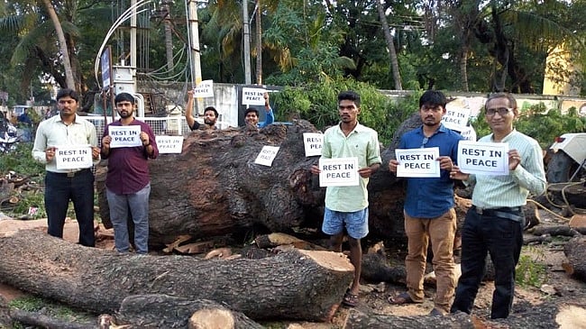 105-year-old Neem tree in Warangal chopped down to widen road