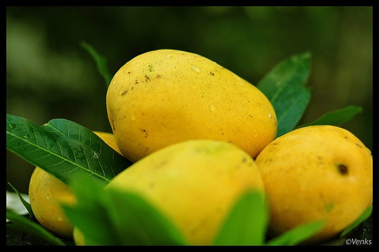 If it's Banganapalle mango, it has to be from Andhra: GI tag awarded to ...