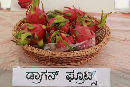 Grapes to dragon fruit, the simple to the exotic; Bengaluru’s Lalbagh ...