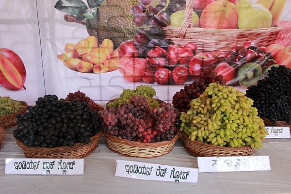 Grapes to dragon fruit, the simple to the exotic; Bengaluru’s Lalbagh ...