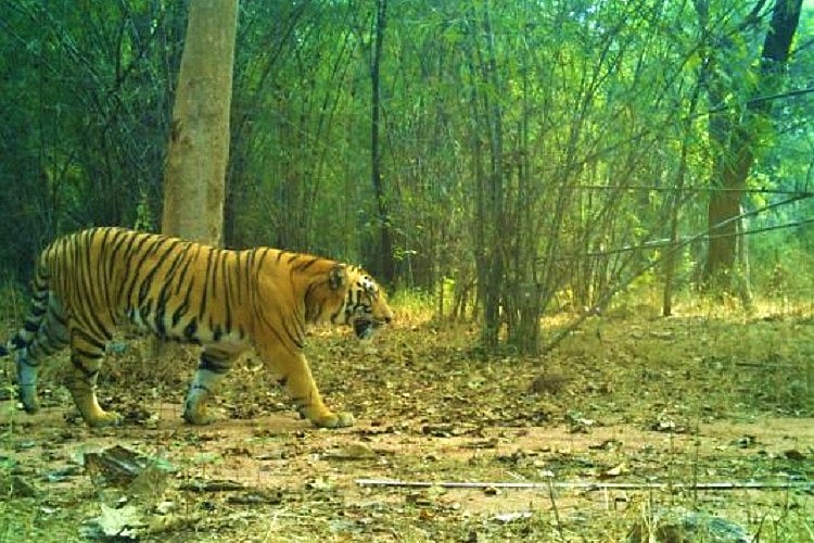 Male tiger sighted in Telangana’s Kawal reserve after one year, caught on camera