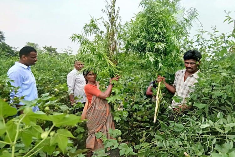 This Telangana village has been growing and selling ganja for decades ...