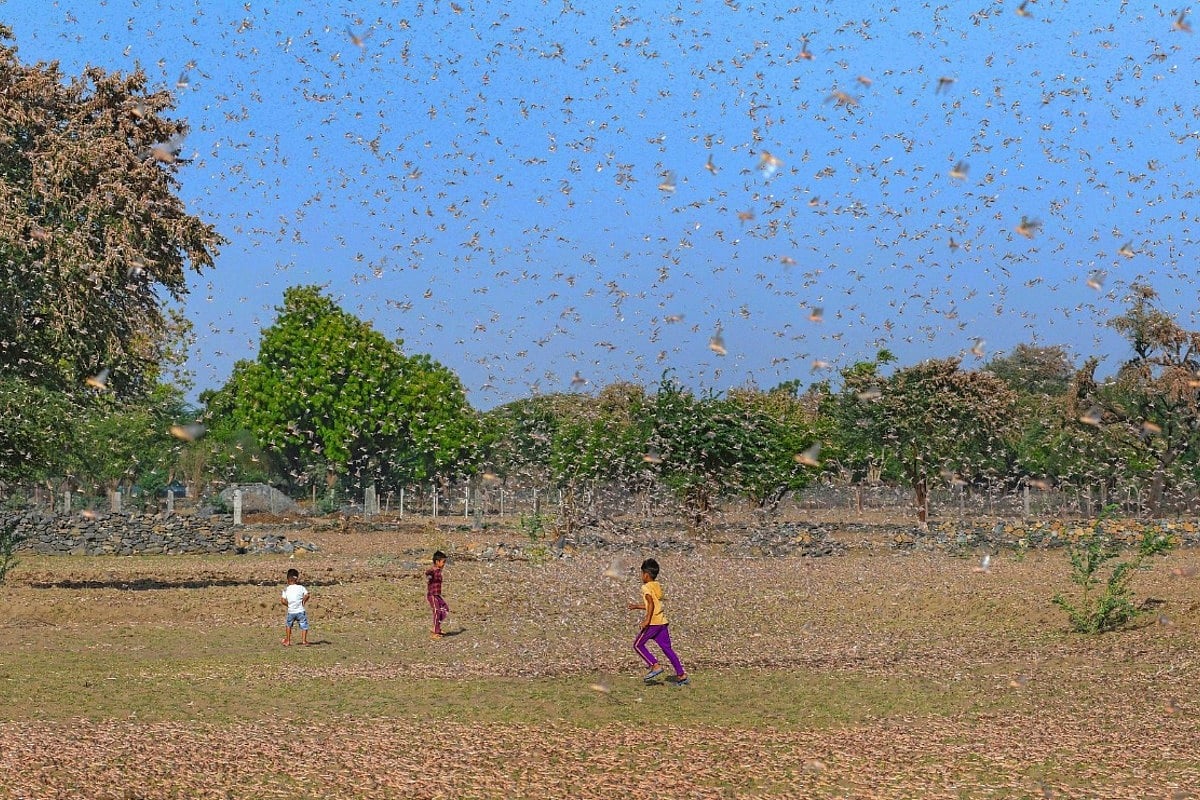 Explained: Why the locust attack in India this year is worrisome