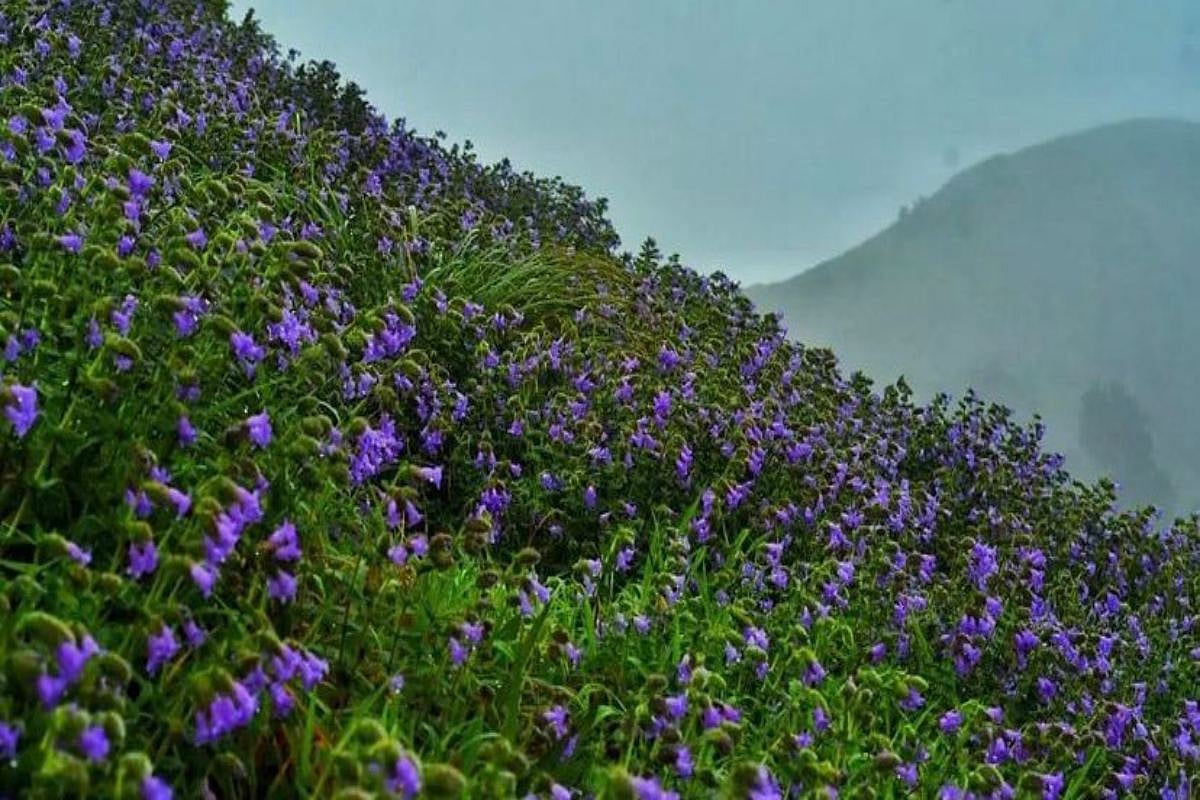 Rare Neelakurinji flowers bloom in Karnataka’s Kodagu hills