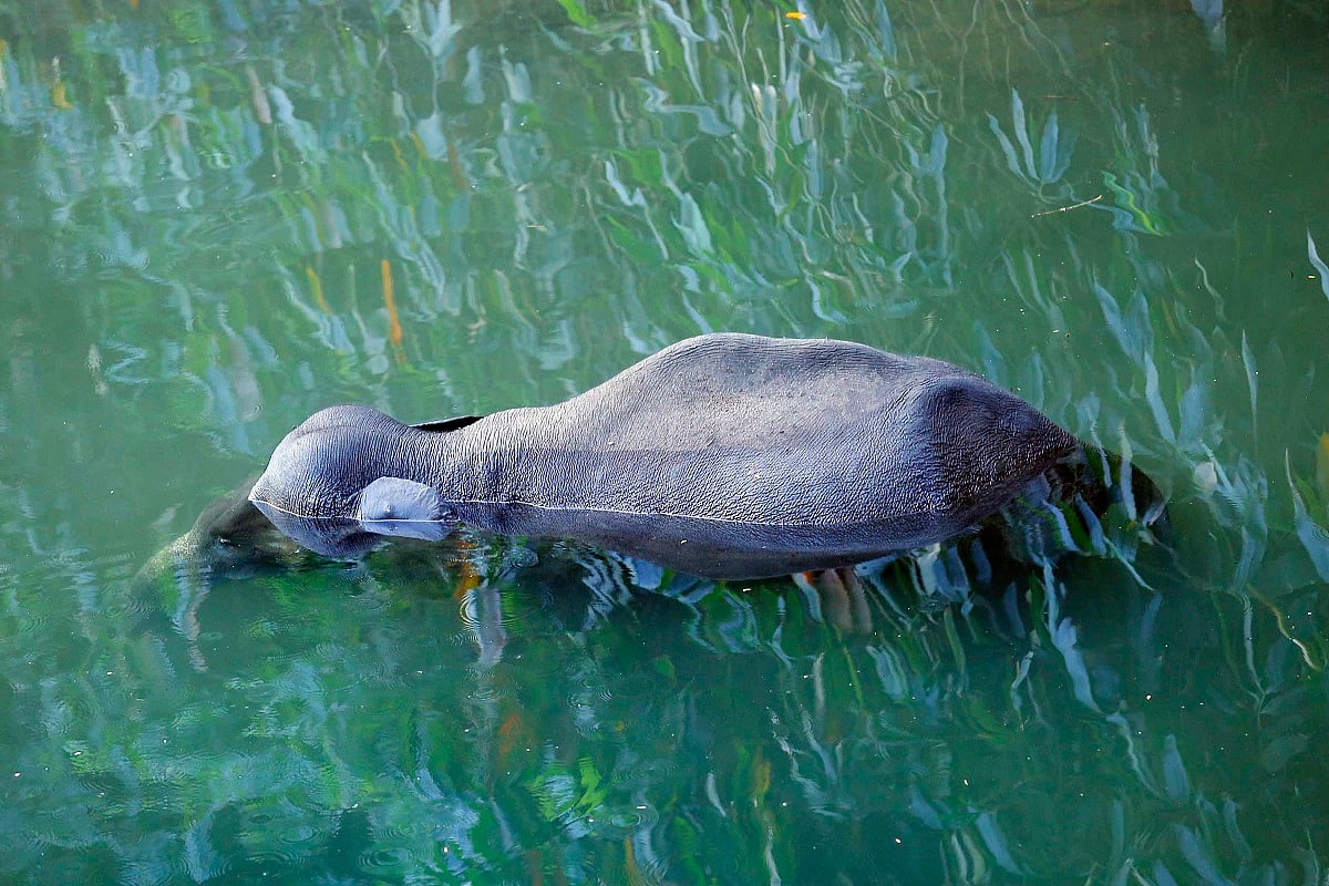 How elephants, other wild animals fall prey in the fight between ...