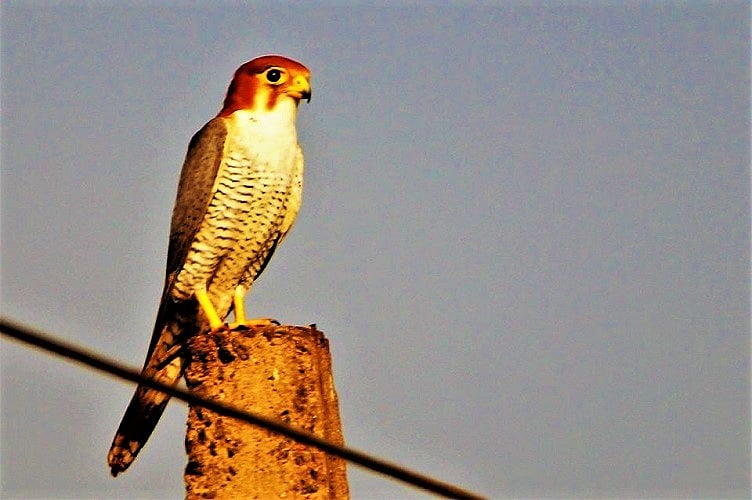 A rare sighting: Red-necked falcon spotted in Vizag
