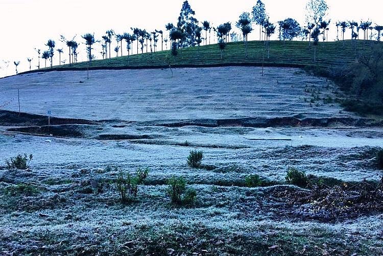 In a first, Kerala’s Munnar covered in frost for 12th day in a row