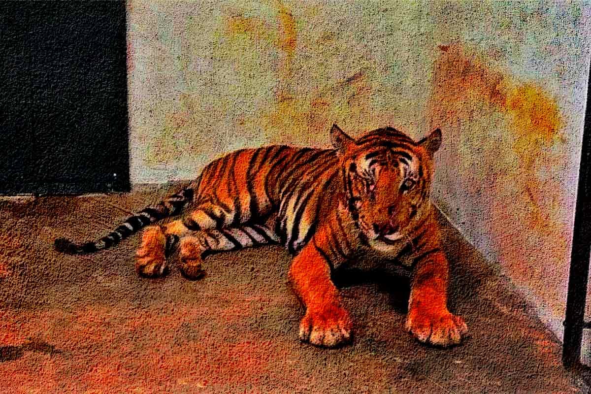 Tiger kills farmer in Kerala’s Wayanad, Forest dept sets up capture team