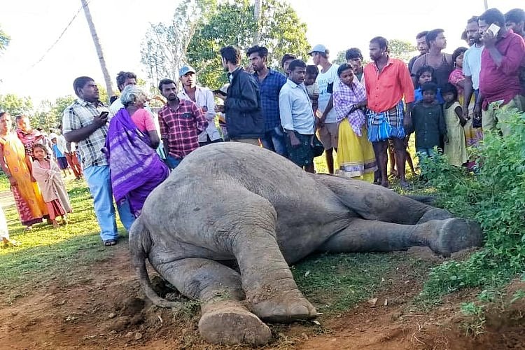 Baby elephant electrocuted to death in Andhra’s Koundinya Wildlife ...